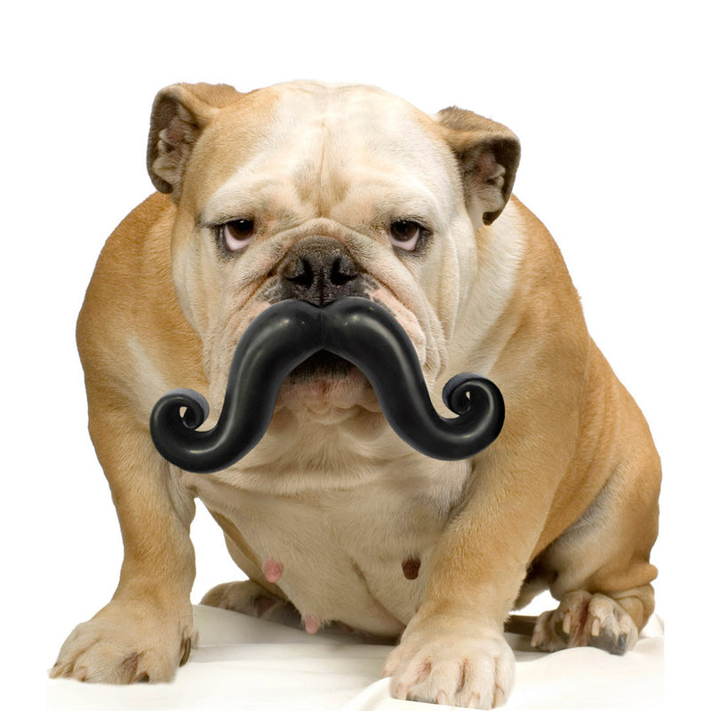 HUMUNGA STACHE SQUEAK FLOAT FETCH DOG TOY - Life Soleil